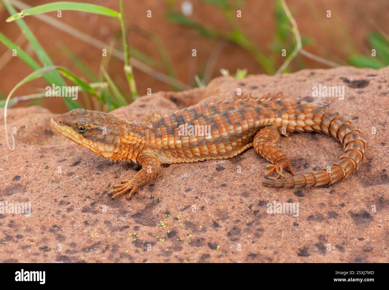 A beautiful Transvaal girdled lizard (Cordylus vittifer), also known as ...