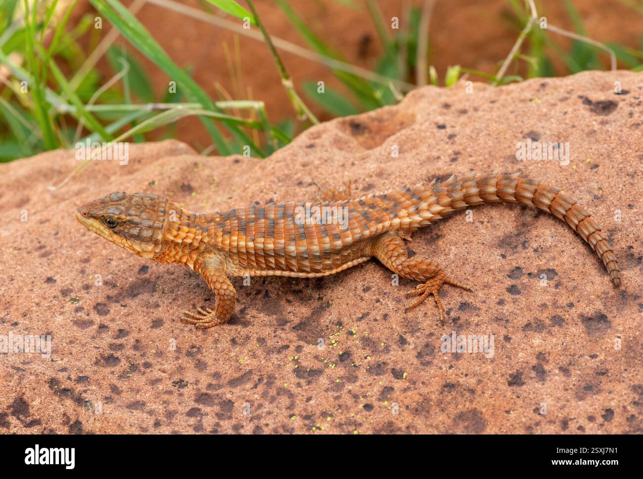A beautiful Transvaal girdled lizard (Cordylus vittifer), also known as ...