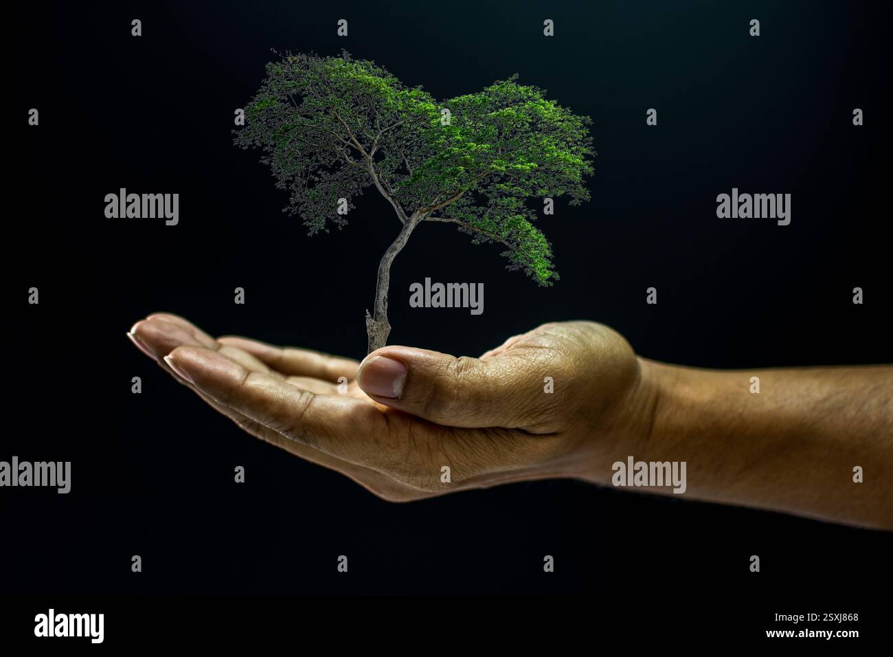 Hand of asia man holding a tree is environment helping giving or beg ...