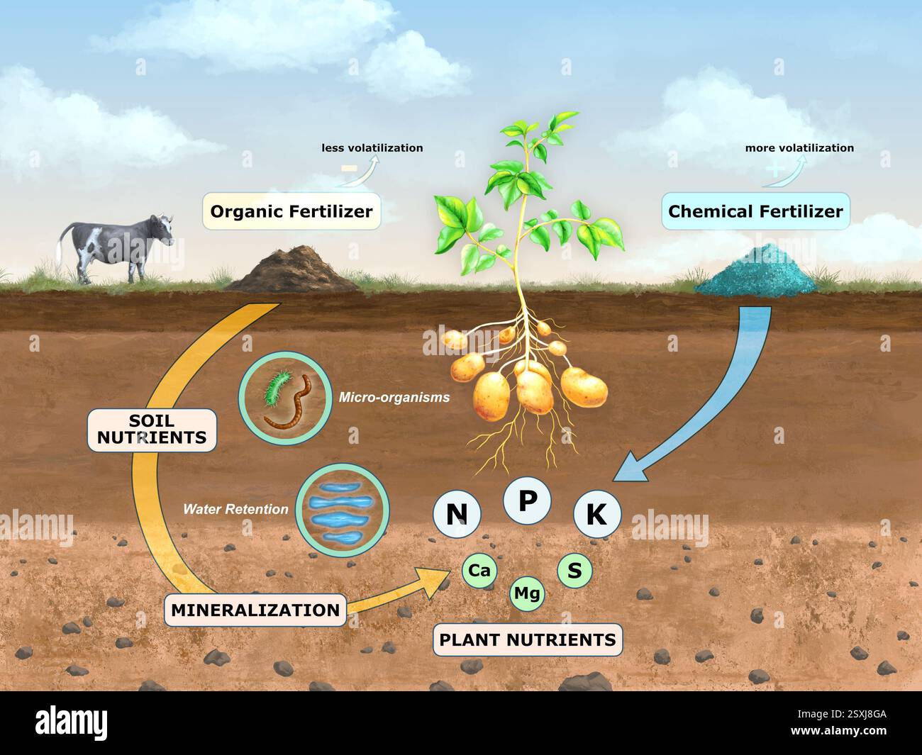 Comparison between organic and chemical fertilizer in agriculture ...