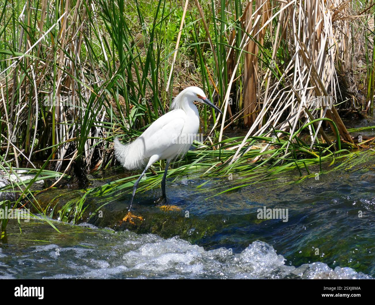 Blue facial plumage hi-res stock photography and images - Alamy