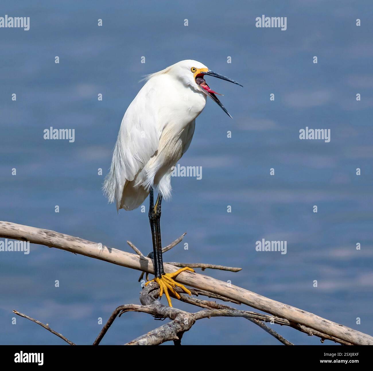 A Snowy Egret with an open beak, sticking out an extended tongue and ...