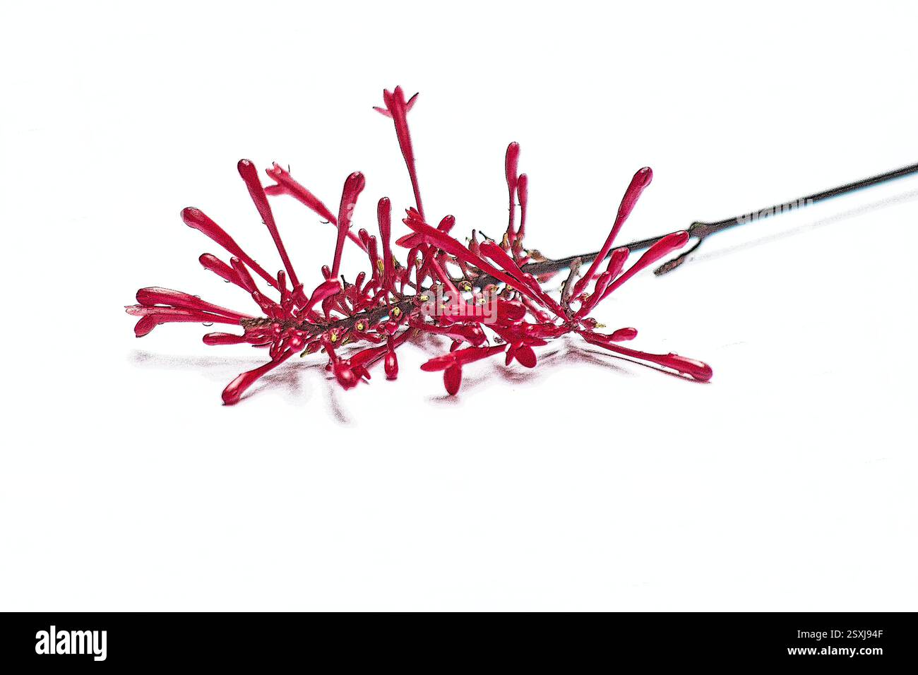 Firespike plant in flower ( Odontonema Strictum) on a background Stock ...
