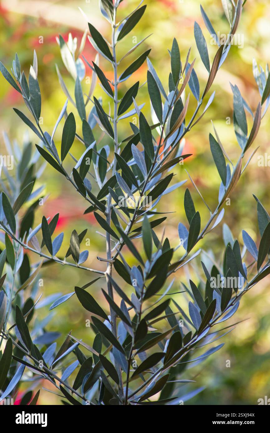 Olive tree leaves, and branches on a garden background Stock Photo - Alamy