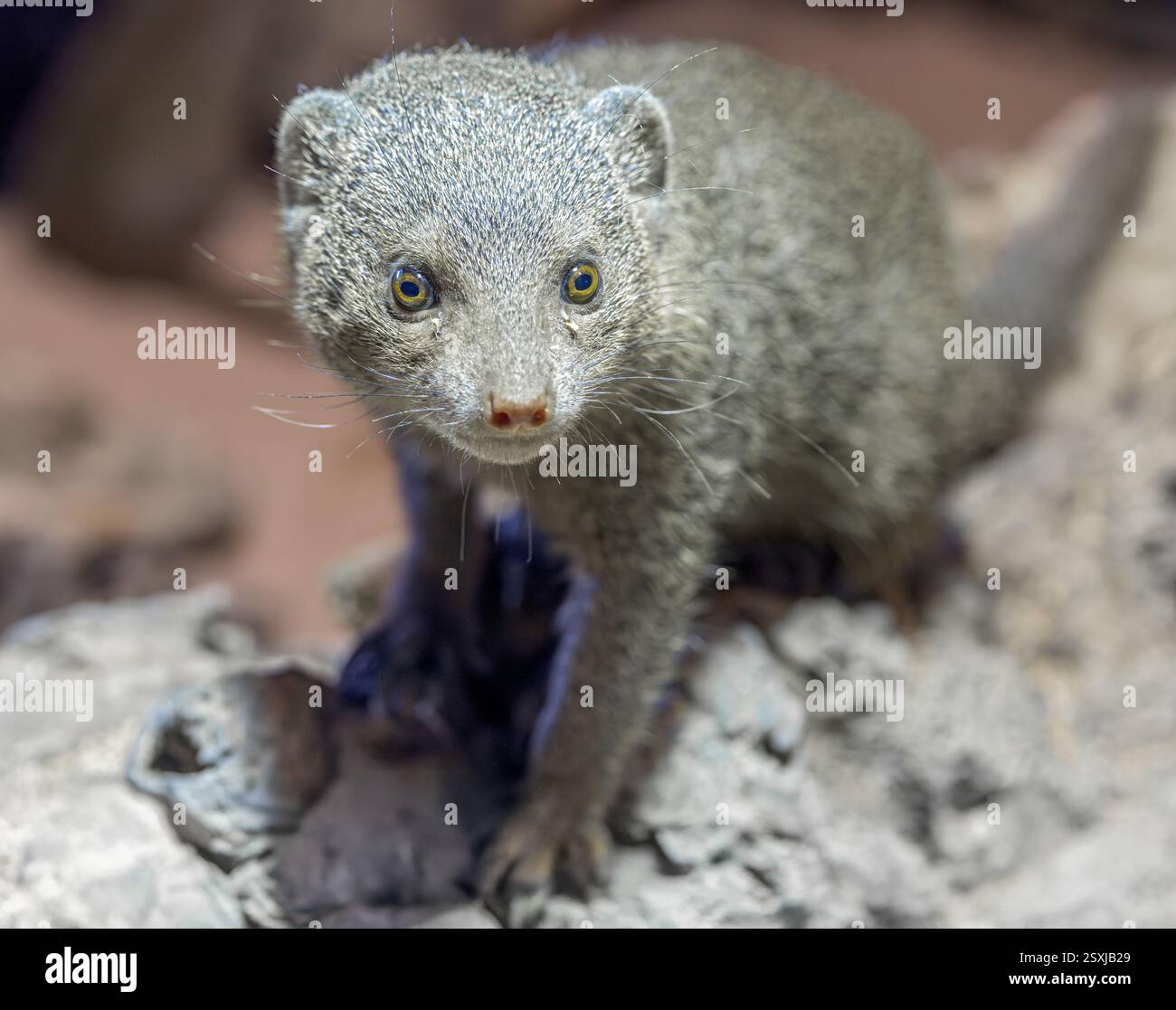The common dwarf mongoose (Helogale parvula Stock Photo - Alamy