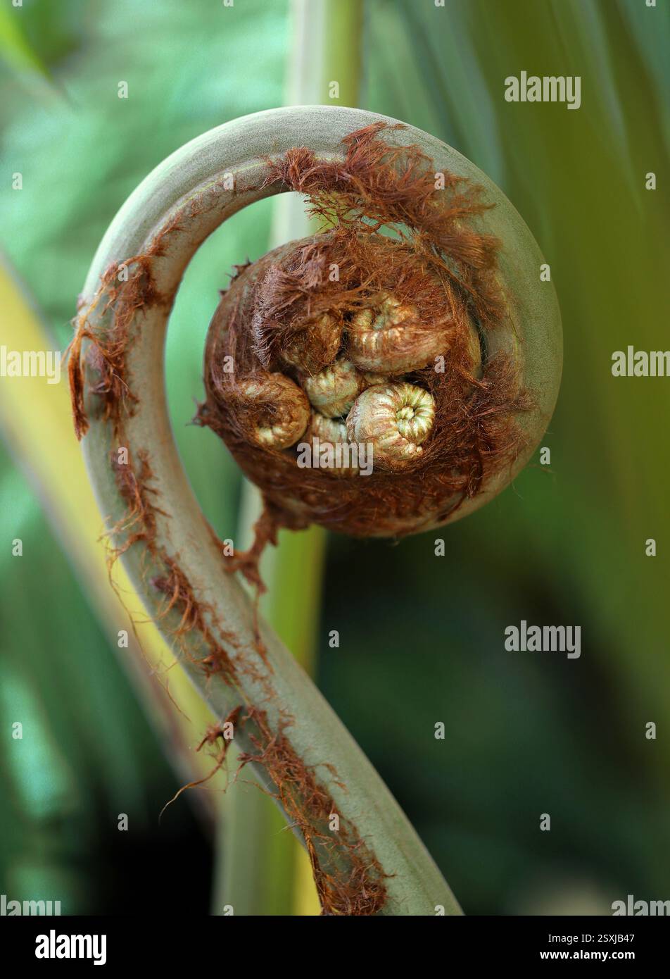 Hawaiian Tree Fern or Hapu-upulu fiddlehead, Cibotium glaucum ...