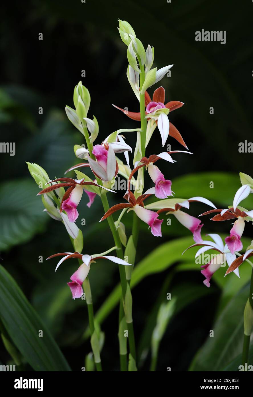 Veiled Nun Orchid, Greater Swamp-orchid, Swamp Lily, Swamp Orchid, Nun ...