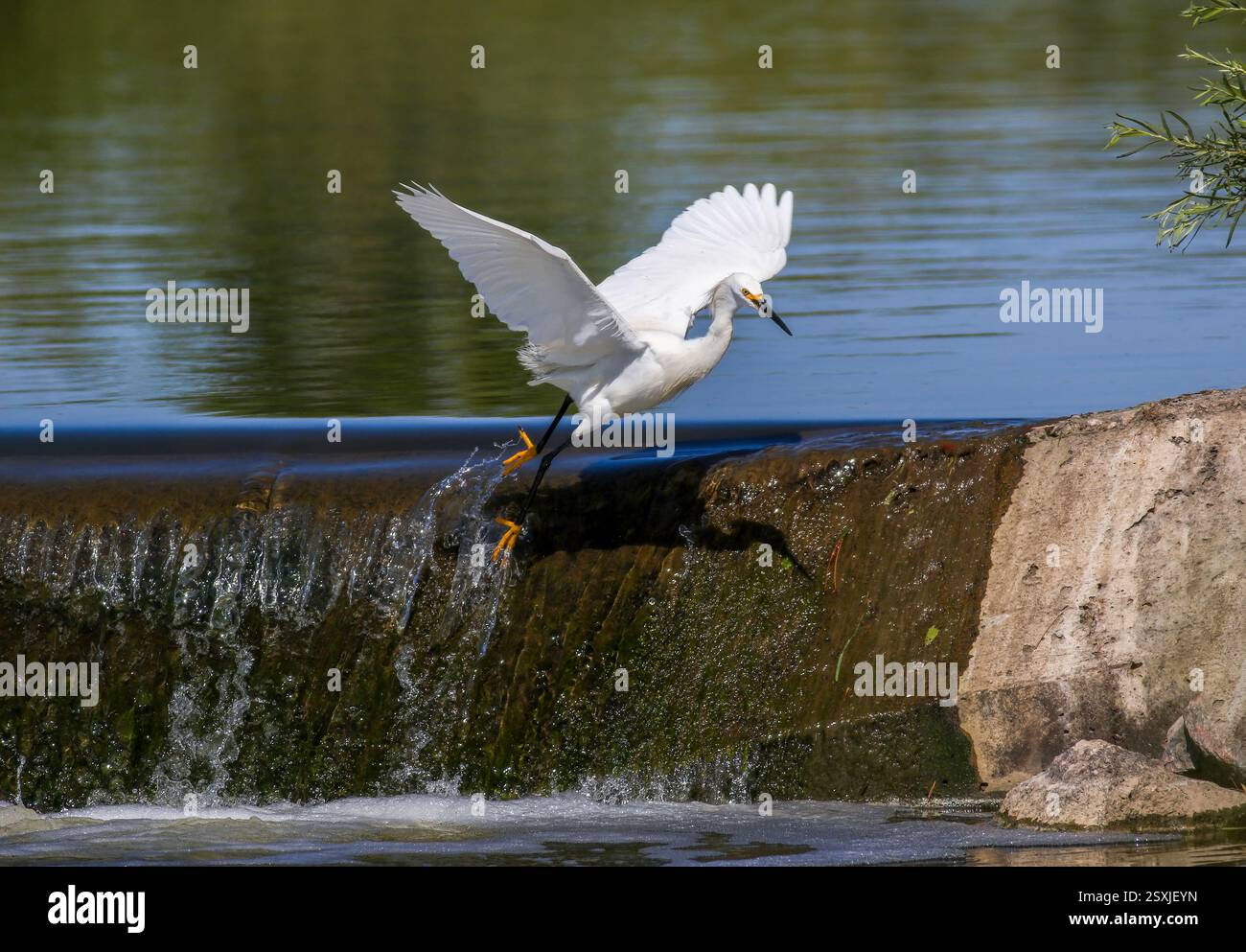 A Snowy Egret bird takes flight with its feet skimming the wall of ...
