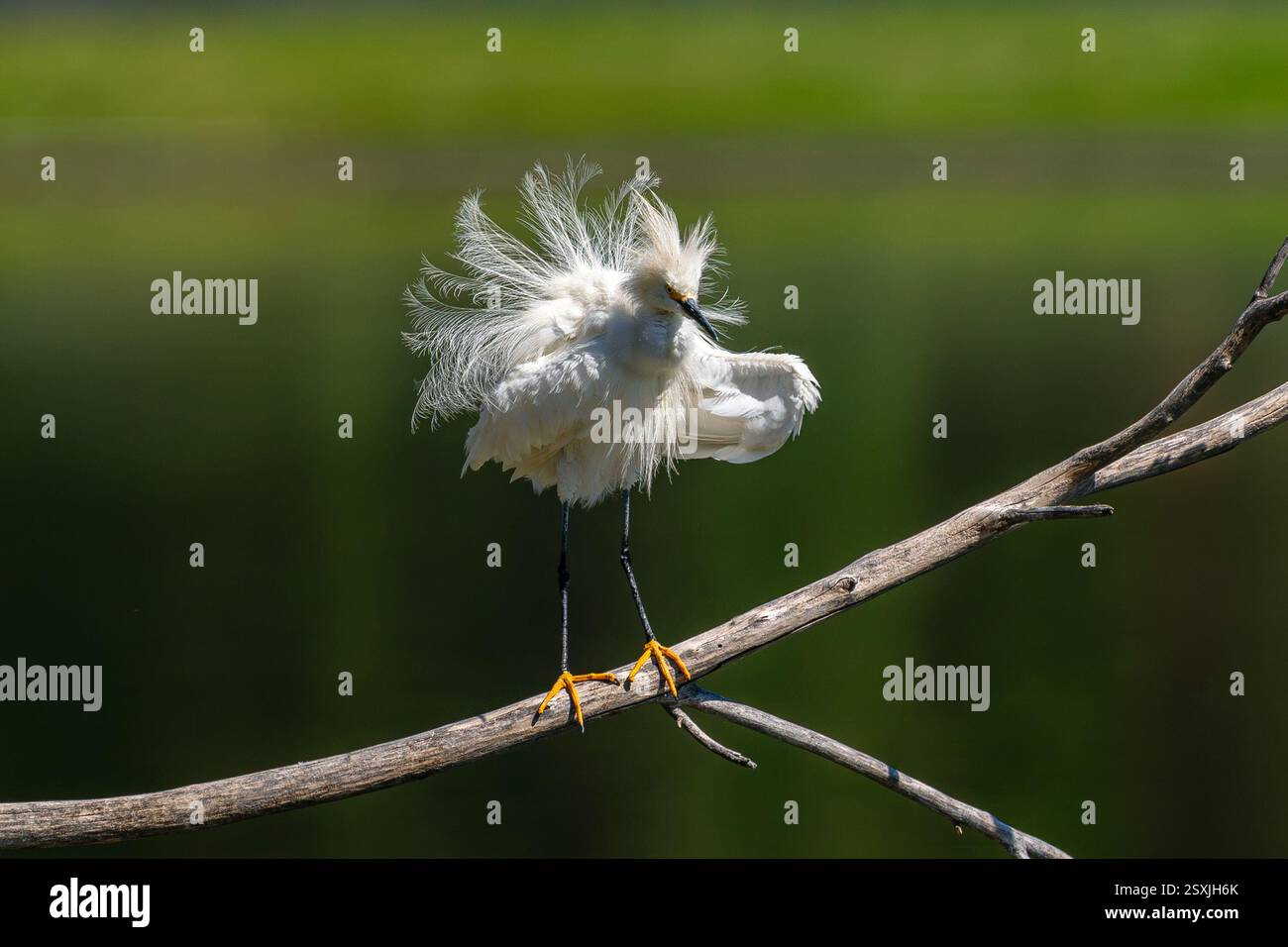 A Snowy Egret standing atop a long limb above the water at a park ...