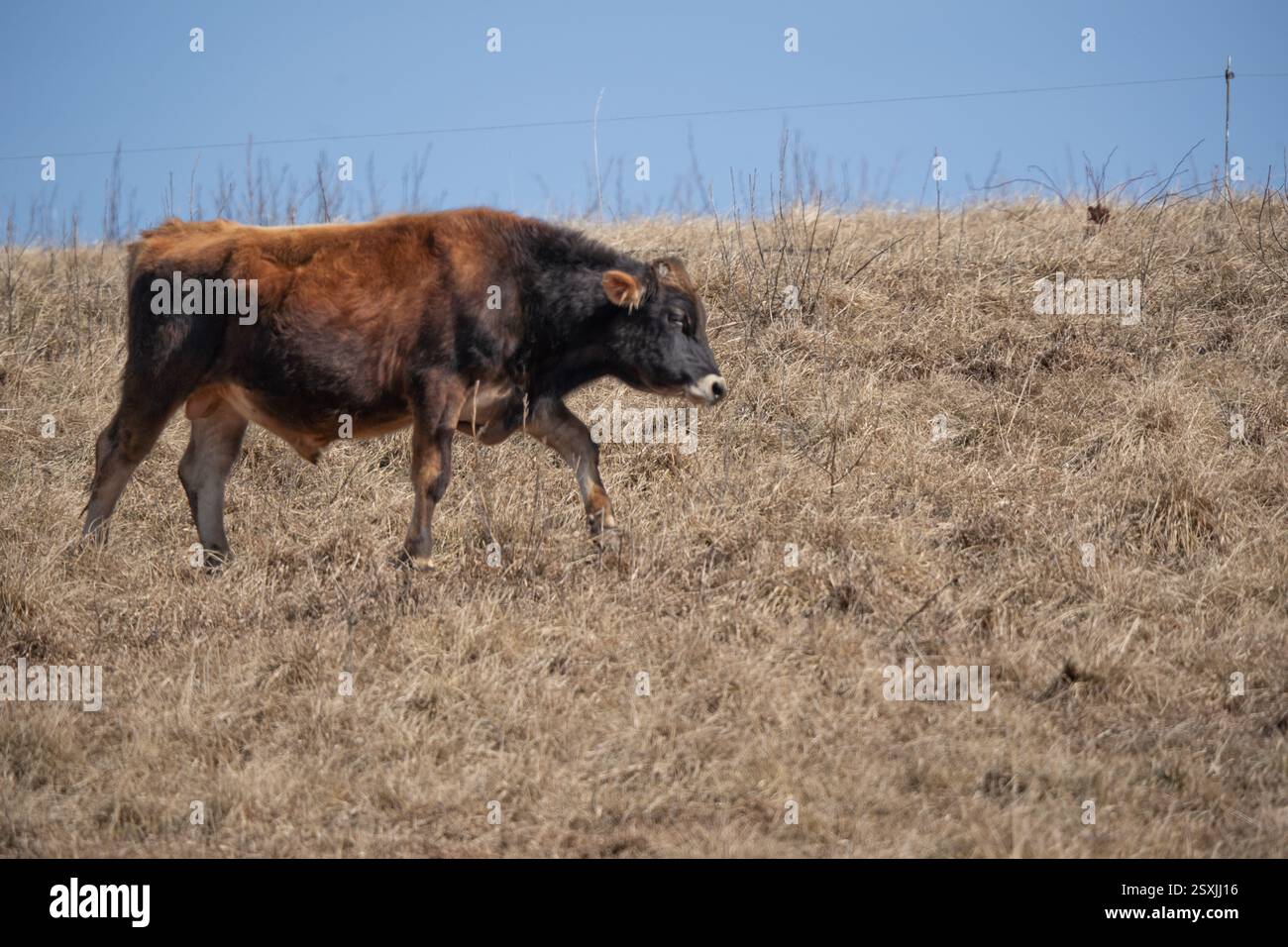 Dairy cattle walking in pasture in rural Pennsylvania Stock Photo - Alamy