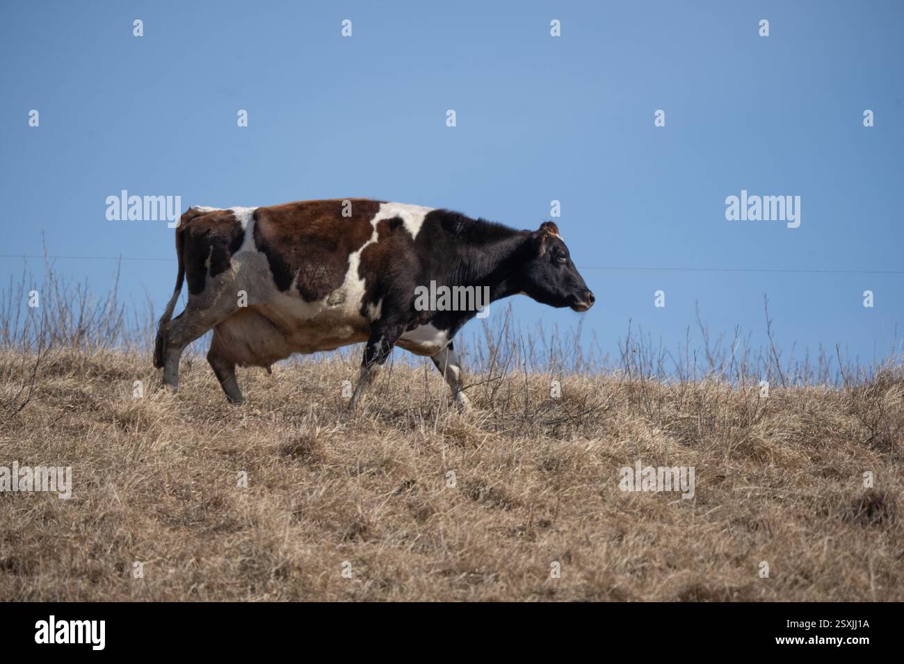 Dairy cattle walking in pasture in rural Pennsylvania Stock Photo - Alamy