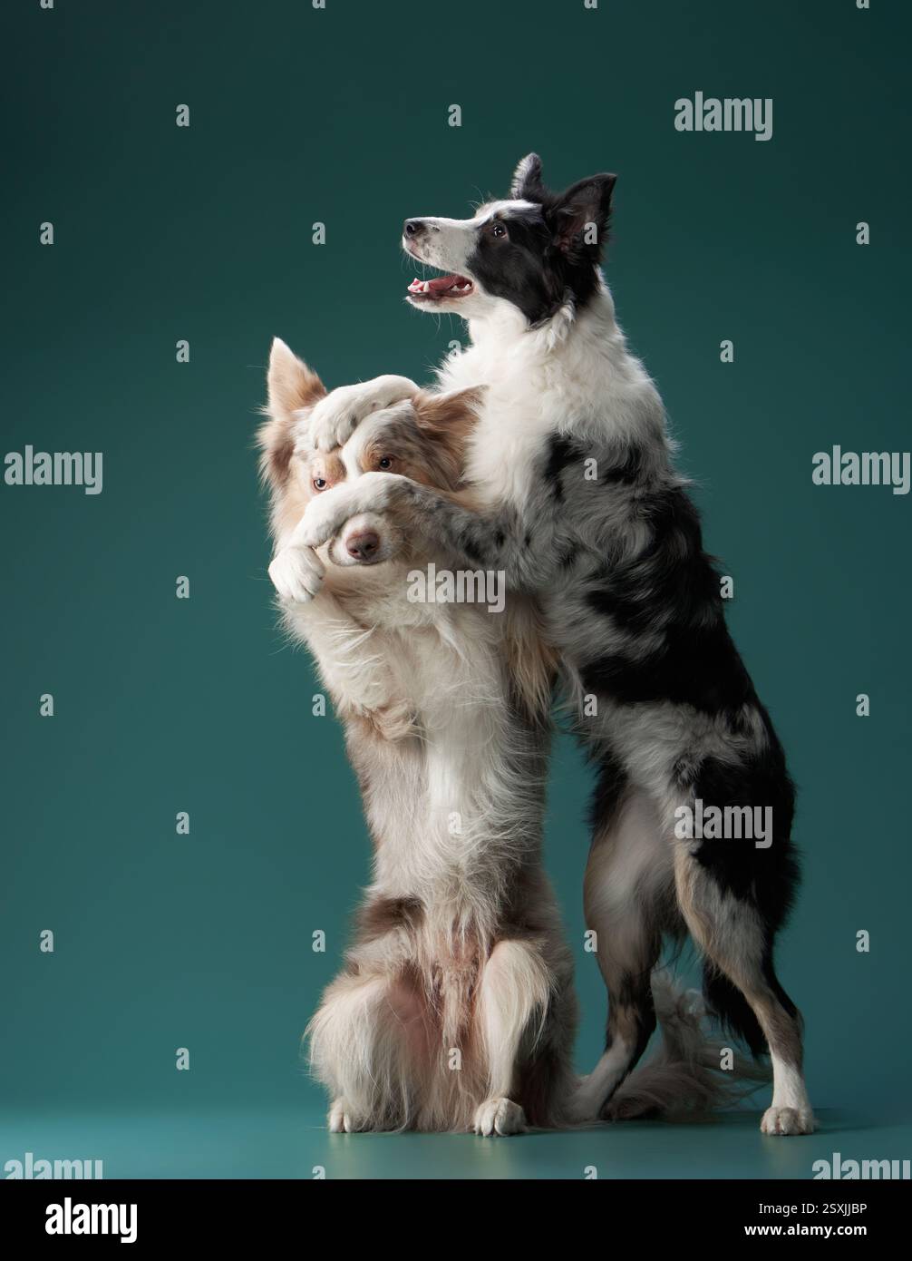 Two border collies stand on their hind legs, appearing to engage in a ...