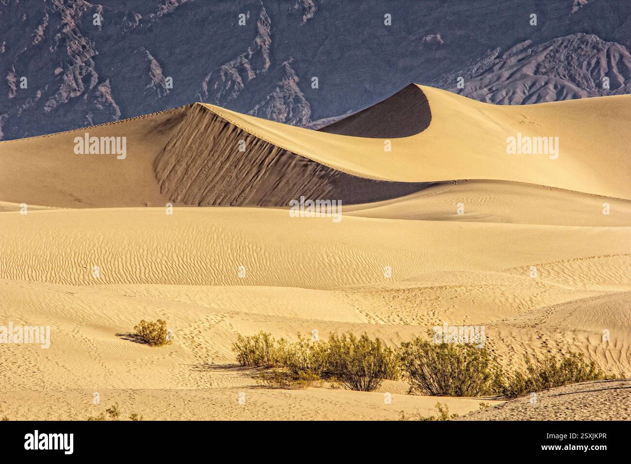 Desert with a small plant in the sand. The plant is green and has a ...