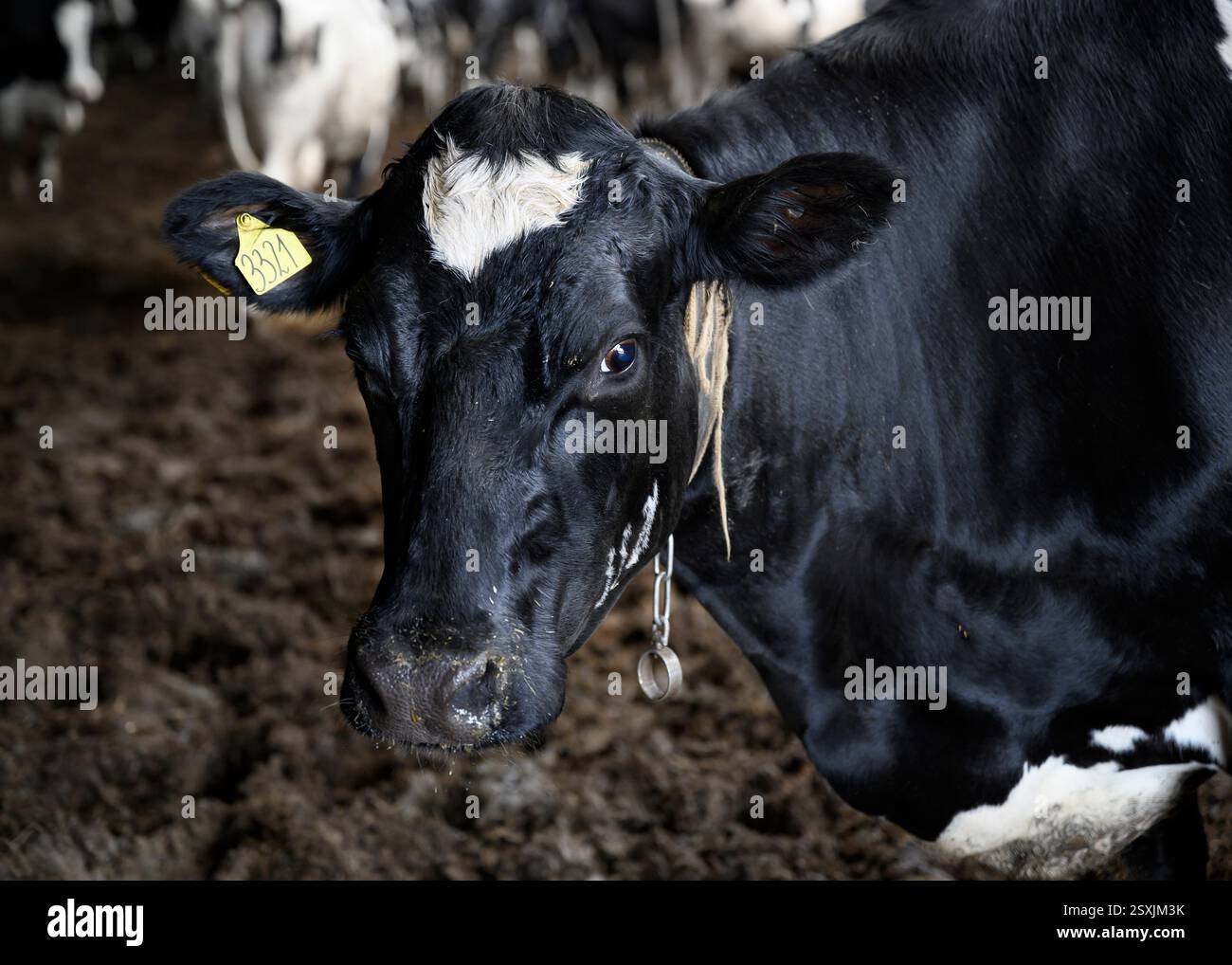 Portrait of a black cow with a white forehead Stock Photo - Alamy