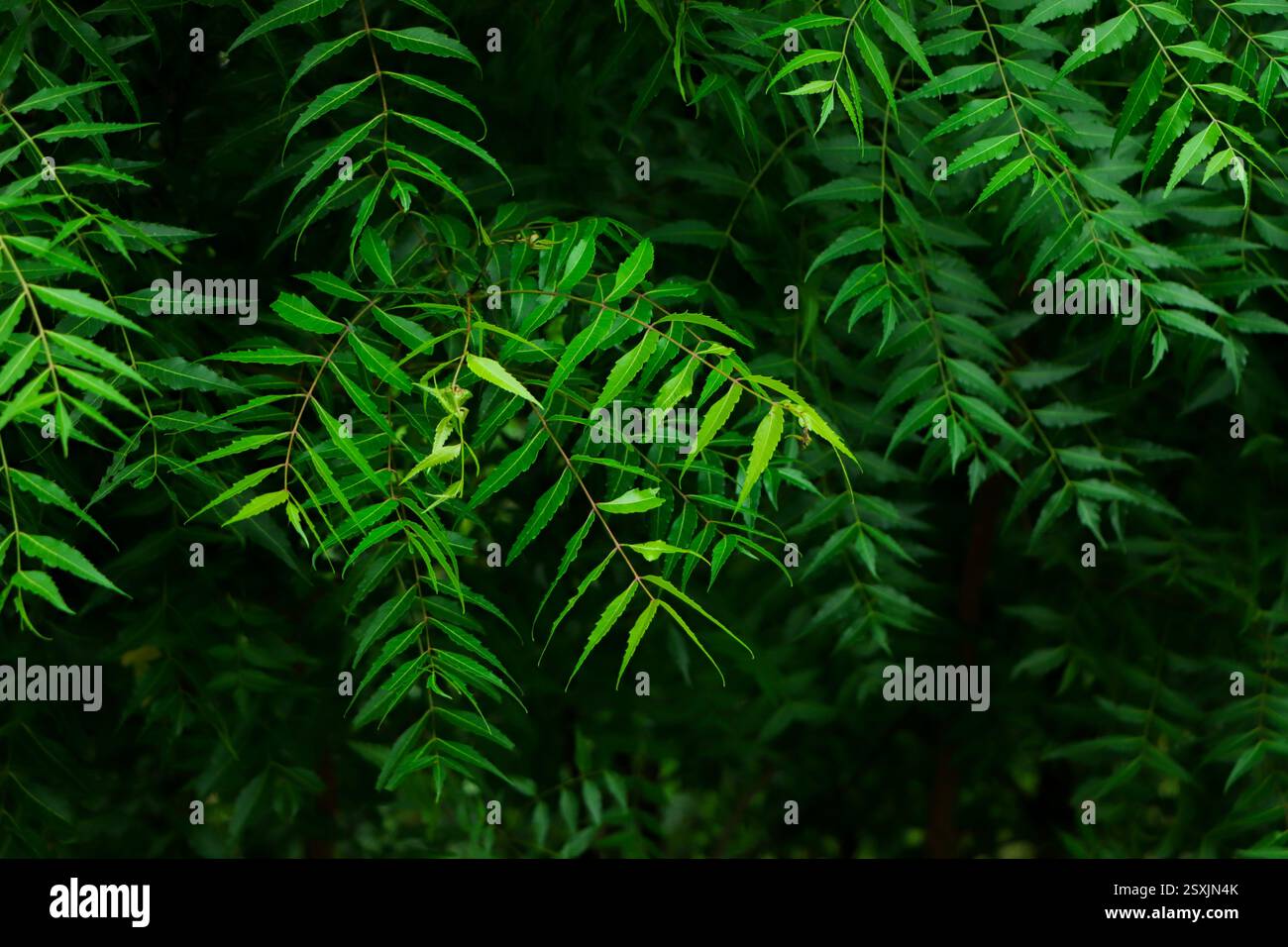 Neem tree azadirachta indica new hi-res stock photography and images ...