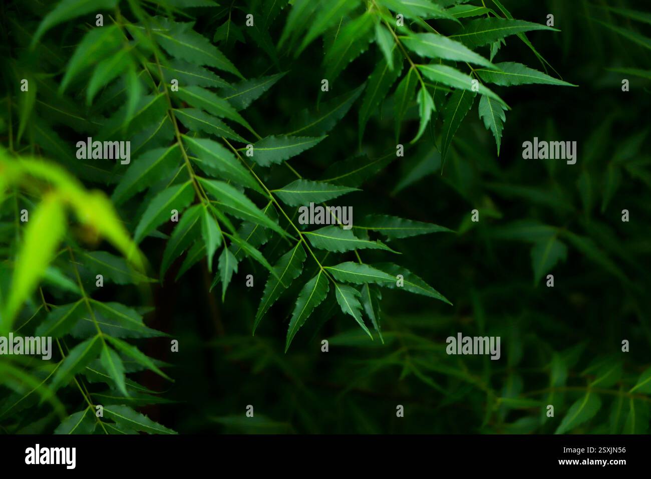 Azadirachta indica - A branch of neem tree leaves. Natural Medicine ...