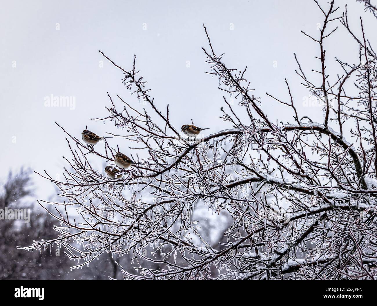 Birds rest on an icy tree in winter Stock Photo - Alamy