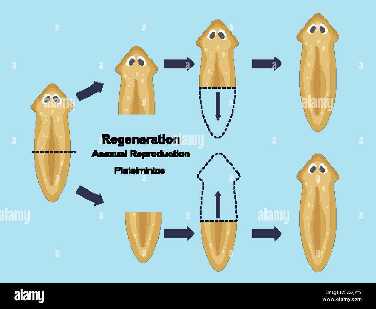 Planarian species Stock Vector Images - Alamy