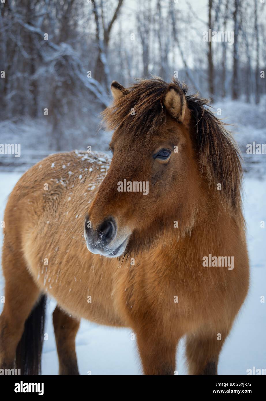 Beautiful bay dun Icelandic mare Stock Photo - Alamy