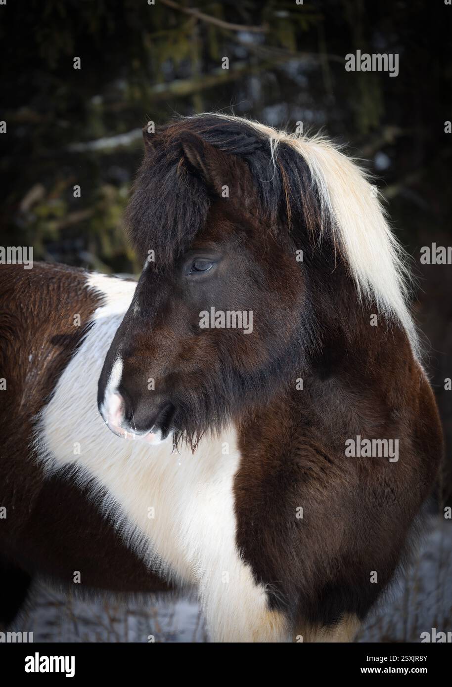 Beautiful pinto Icelandic horse mare Stock Photo - Alamy
