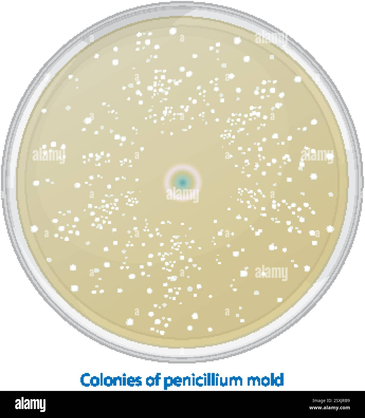 Illustration of penicillin mold colonies in a dish Stock Vector Image ...