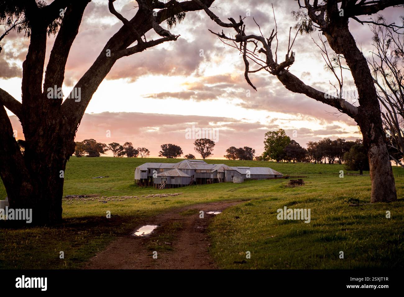 historic old shearing shed in Australia Stock Photo - Alamy