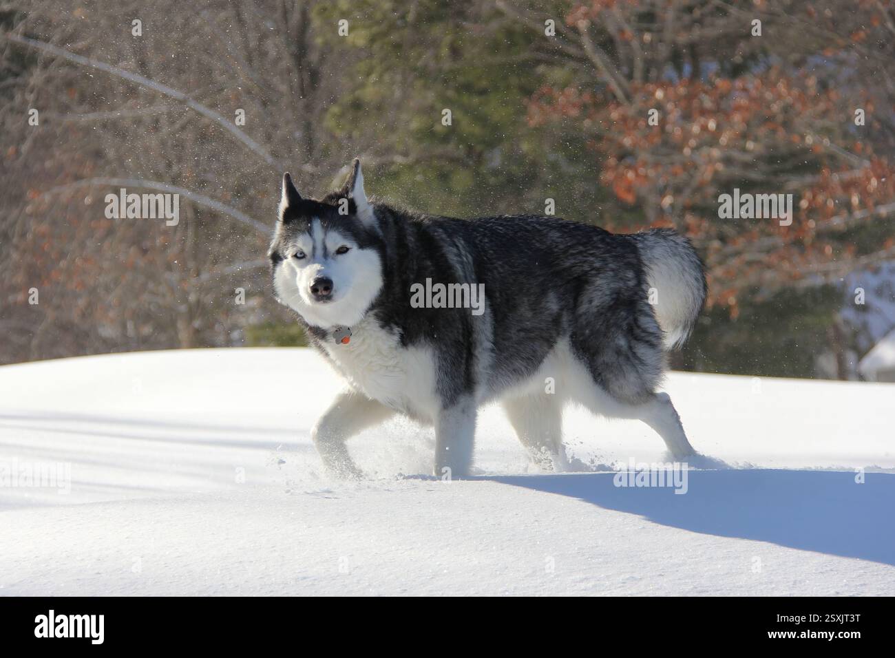 Siberian Husky in the Snow - Super focus - gigapixel Stock Photo - Alamy