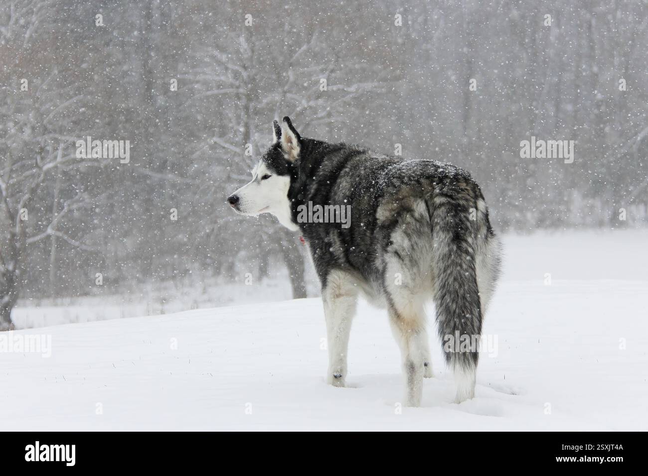 Siberian Husky in the Snow - Super focus - gigapixel Stock Photo - Alamy
