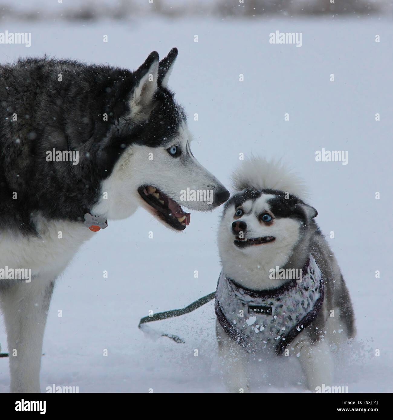 Siberian Husky Plays with Alaska Klee Kai in the Snow - Super Focus ...
