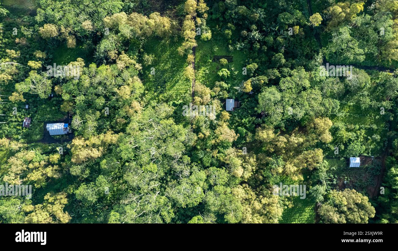 A breathtaking view of a lush green forest interspersed with small ...