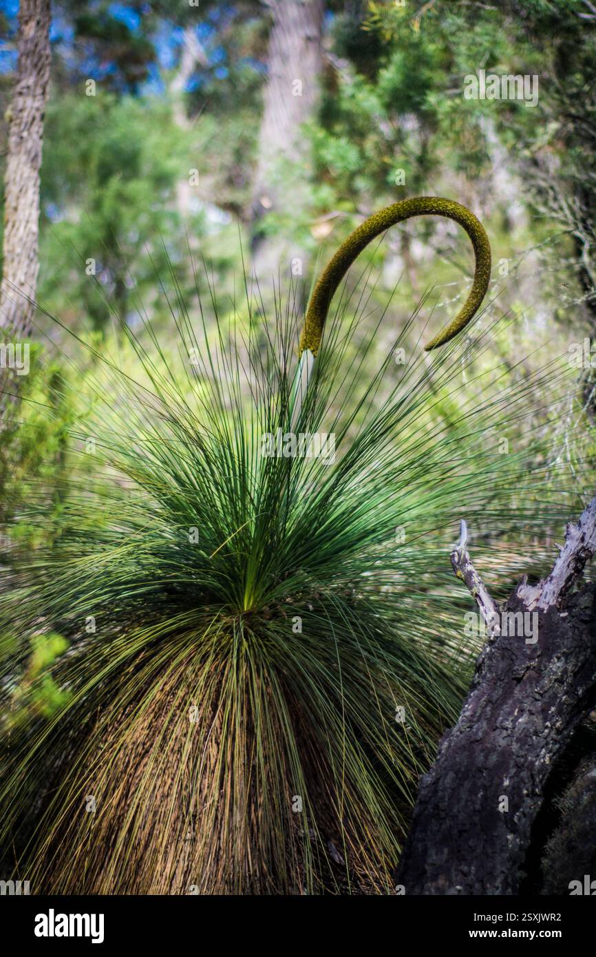 Australian rainforest tree hi-res stock photography and images - Alamy
