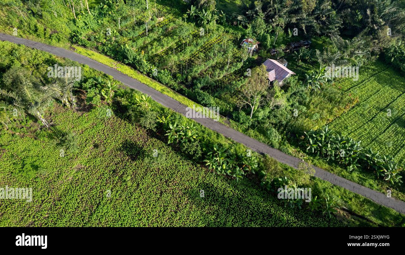 An aerial view of a tropical forest with neat crops Stock Photo - Alamy