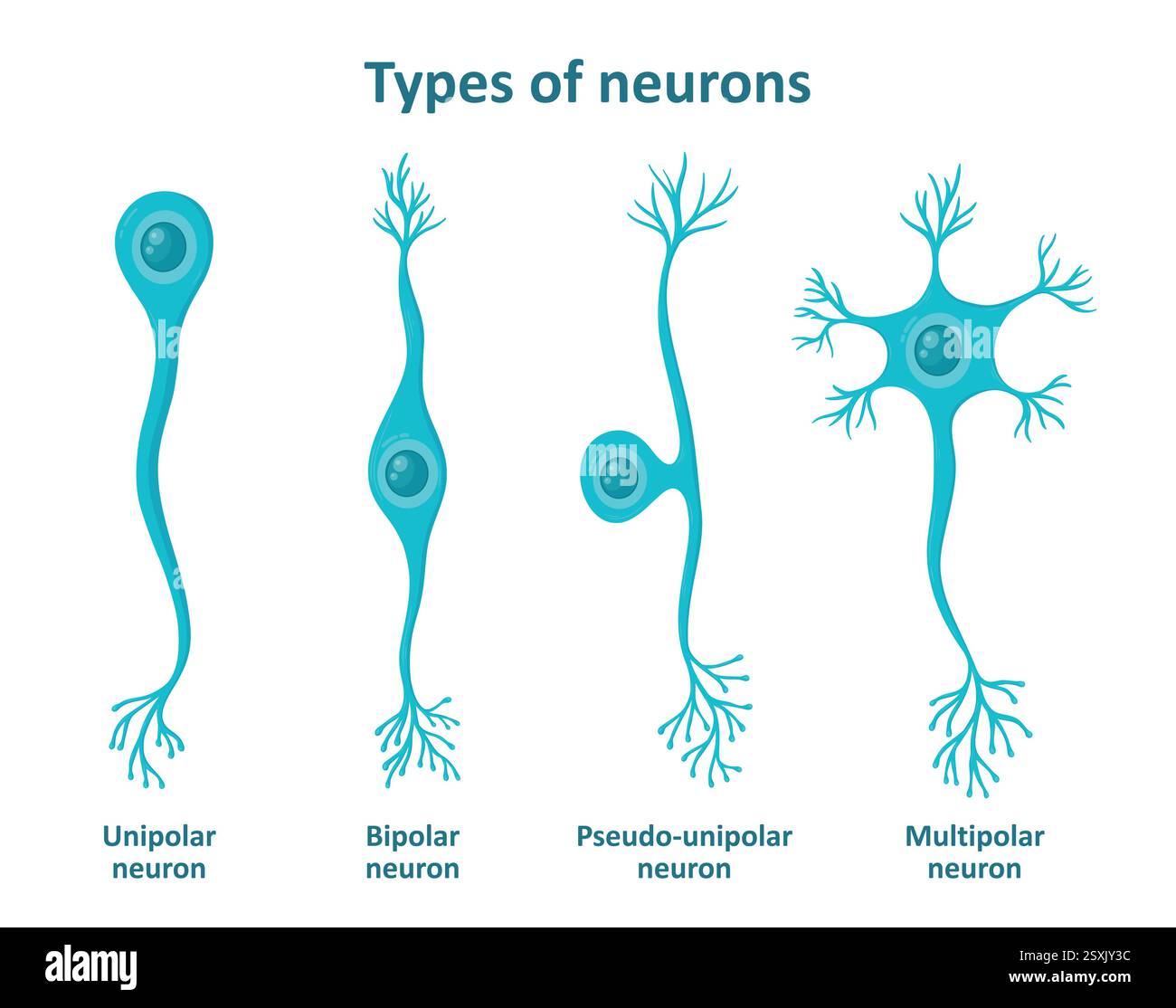 Different types of neurons, nerve cells Stock Vector Image & Art - Alamy Different types of neurons, nerve cells Stock Vector Image & Art - Alamy