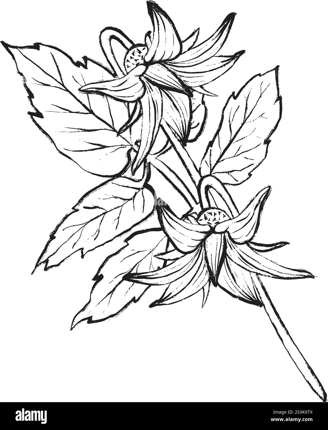 Black and white vector illustration of a tomato flower with leaves ...