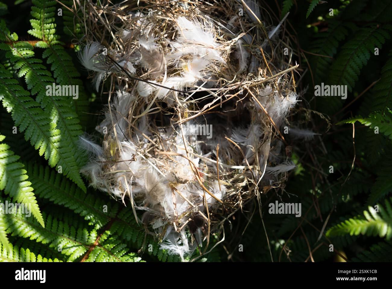 Messy sparrow bird nest comprised of dry vegetation and feathers among ...