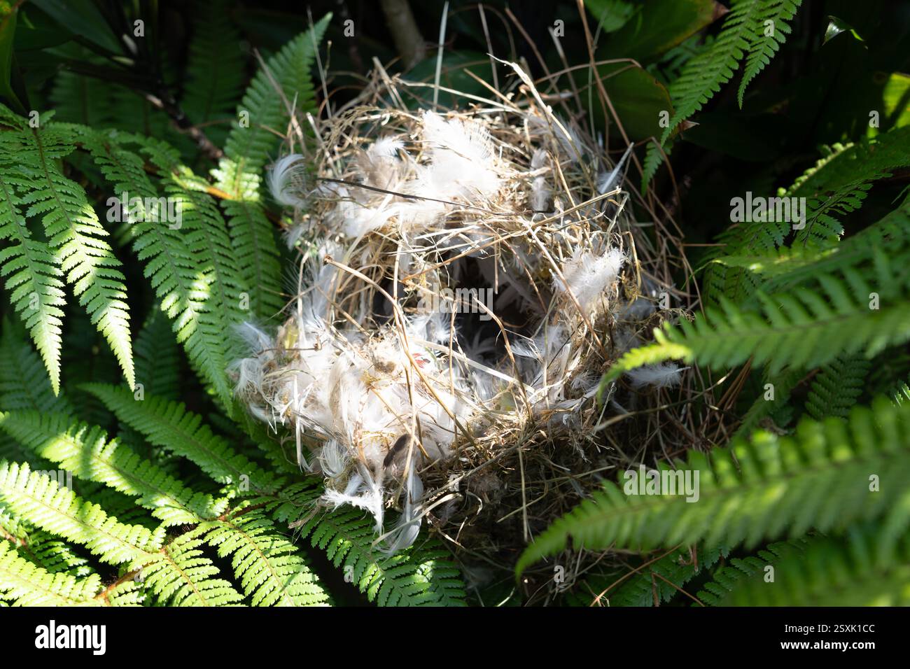 Messy sparrow bird nest comprised of dry vegetation and feathers among ...