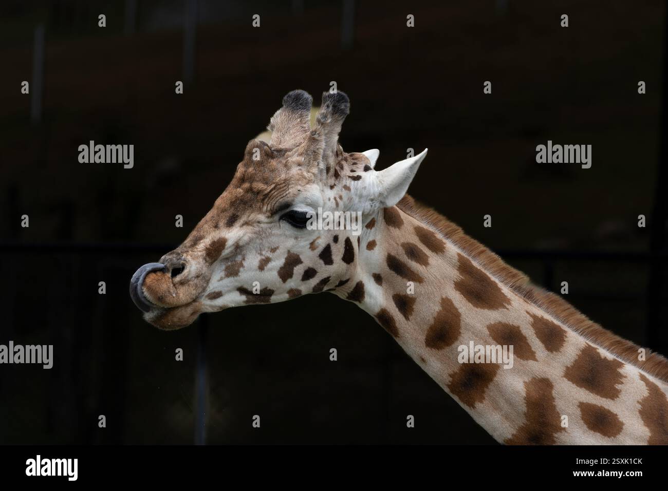 Rothschids giraffe portrait closeup upper neck and head with tongue ...