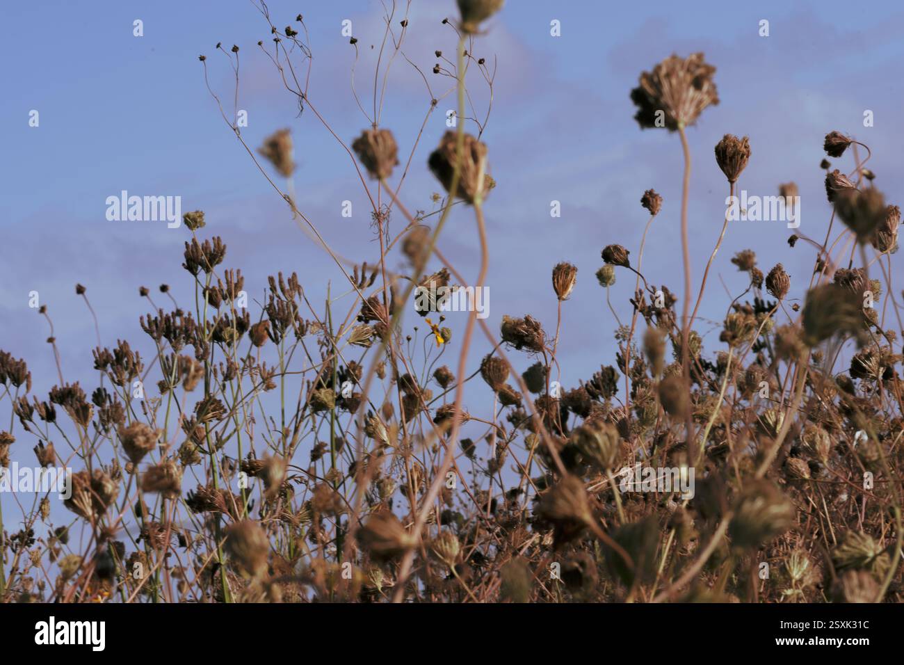 Background image Dead wildflower field closeup blurred by intentional ...
