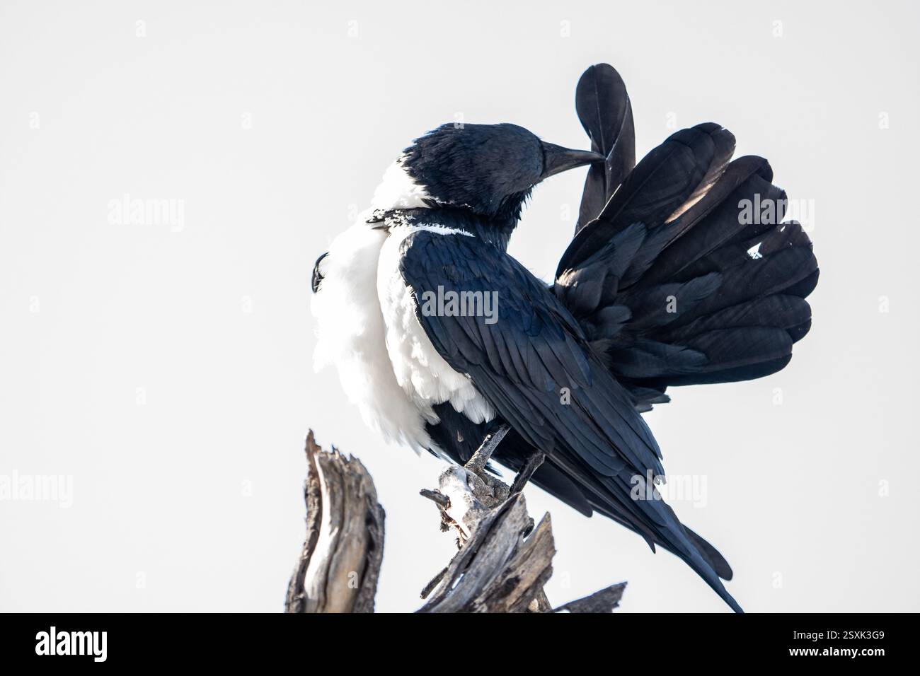 Corvoidea hi-res stock photography and images - Alamy