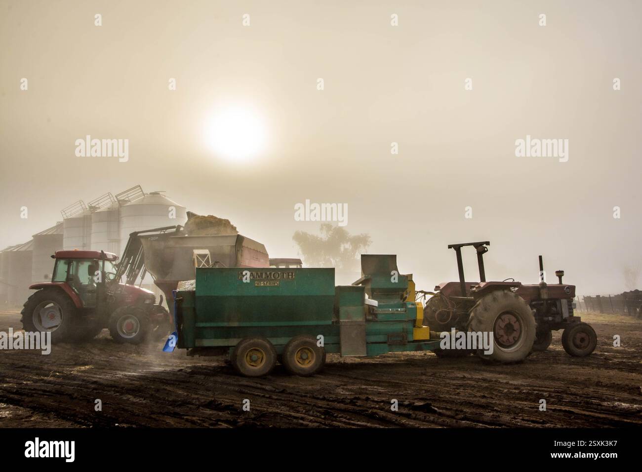 mixing the feed for the cattle Stock Photo - Alamy