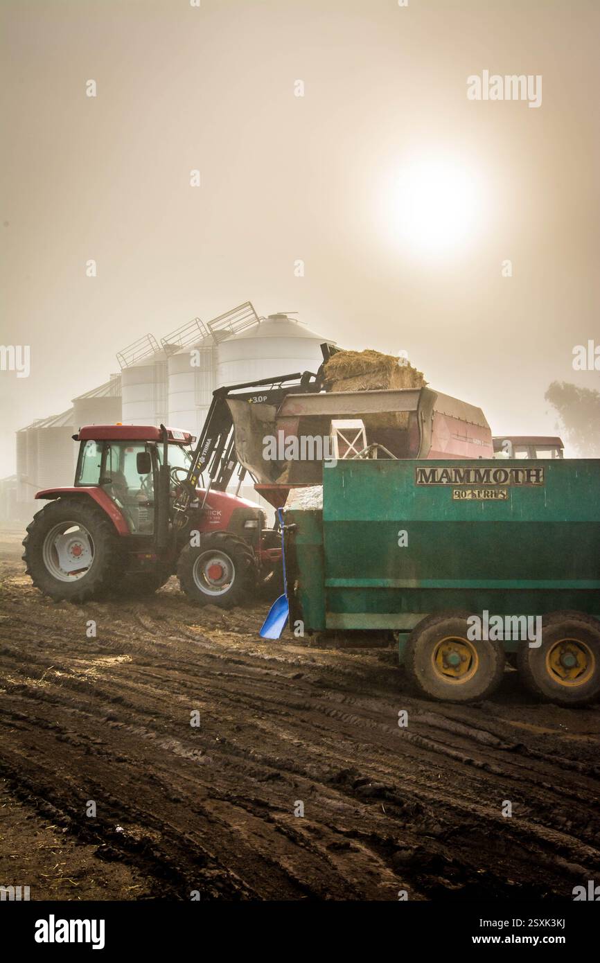 mixing the feed for the cattle Stock Photo - Alamy