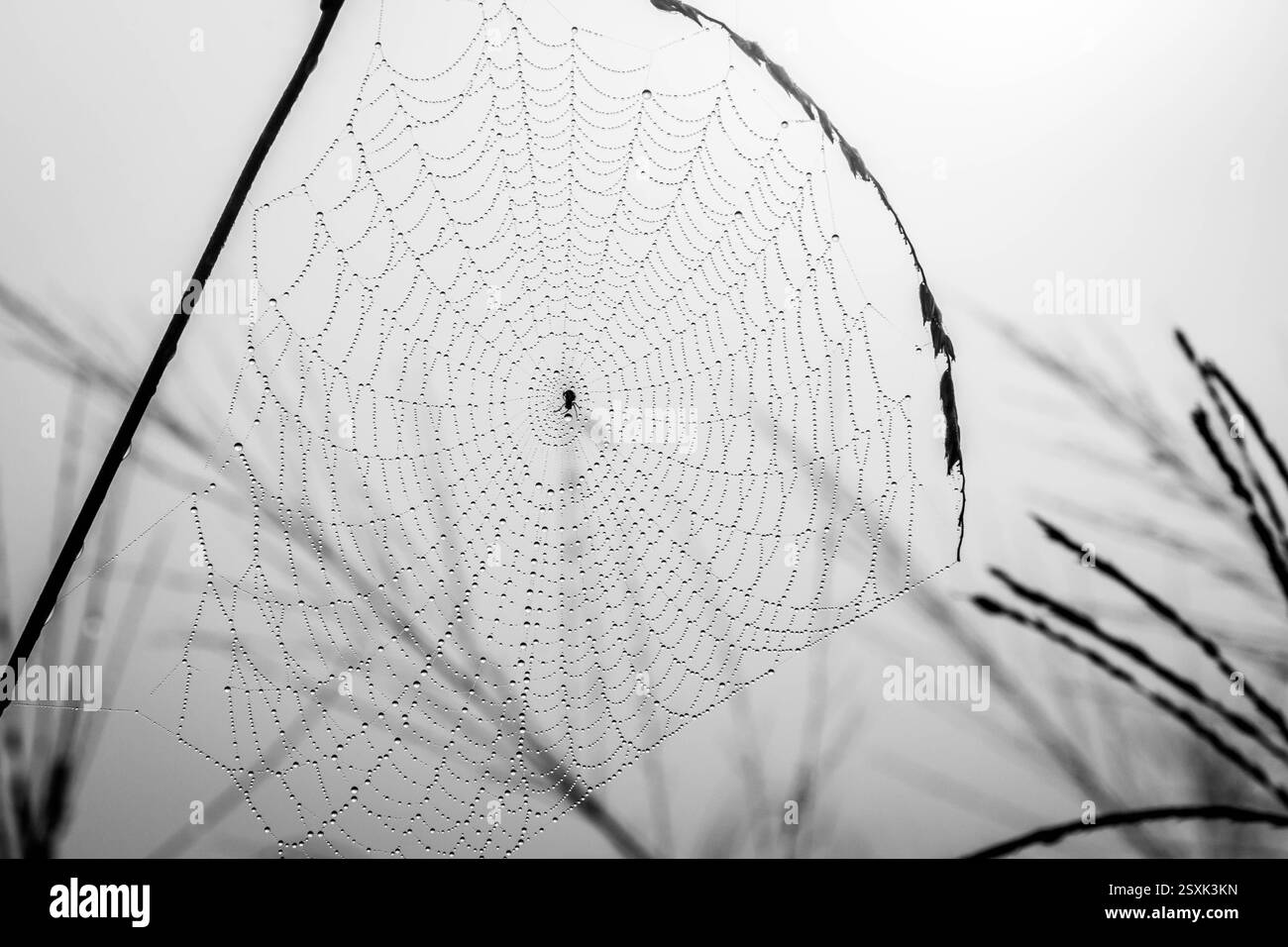 Wet web drop Black and White Stock Photos & Images - Alamy
