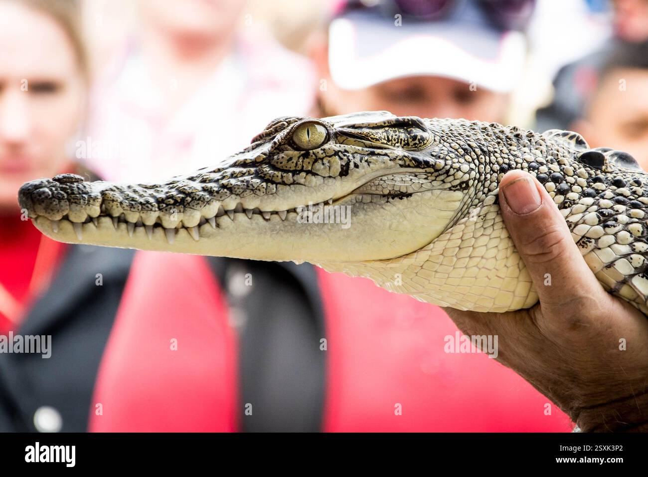 Green cartoon crocodile head hi-res stock photography and images - Alamy