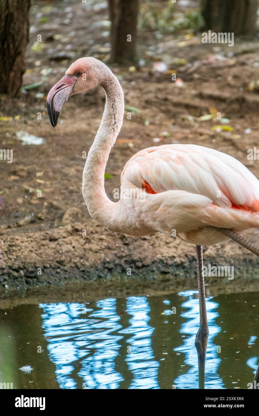 The greater flamingo, Phoenicopterus roseus, standing in water on lake ...