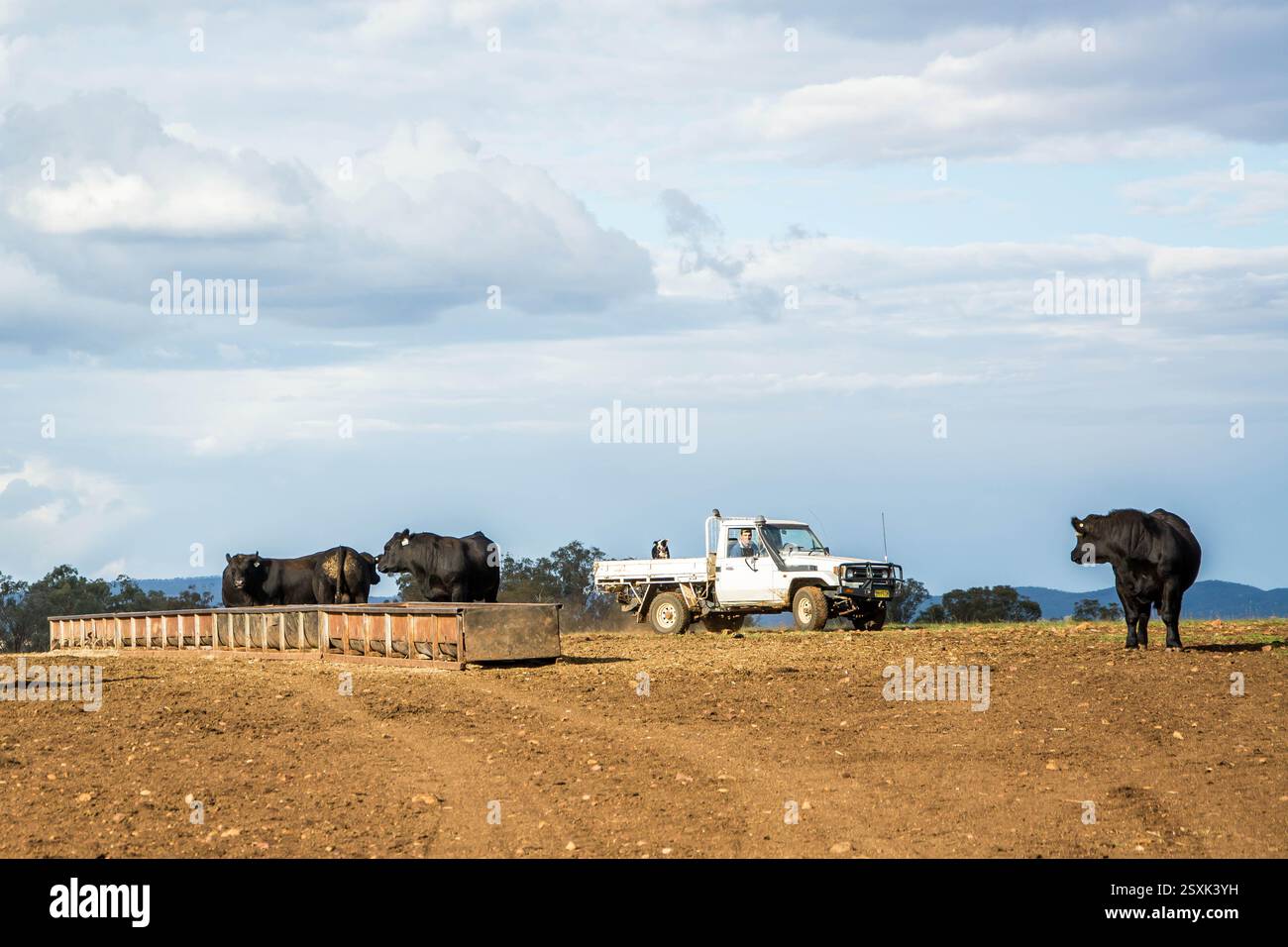 Bulls grazing farm hi-res stock photography and images - Alamy