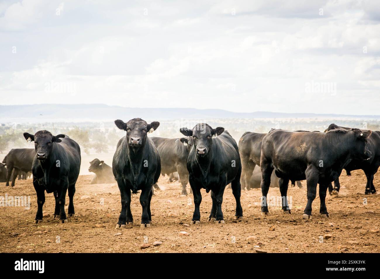 Stud beef bulls cows hi-res stock photography and images - Alamy