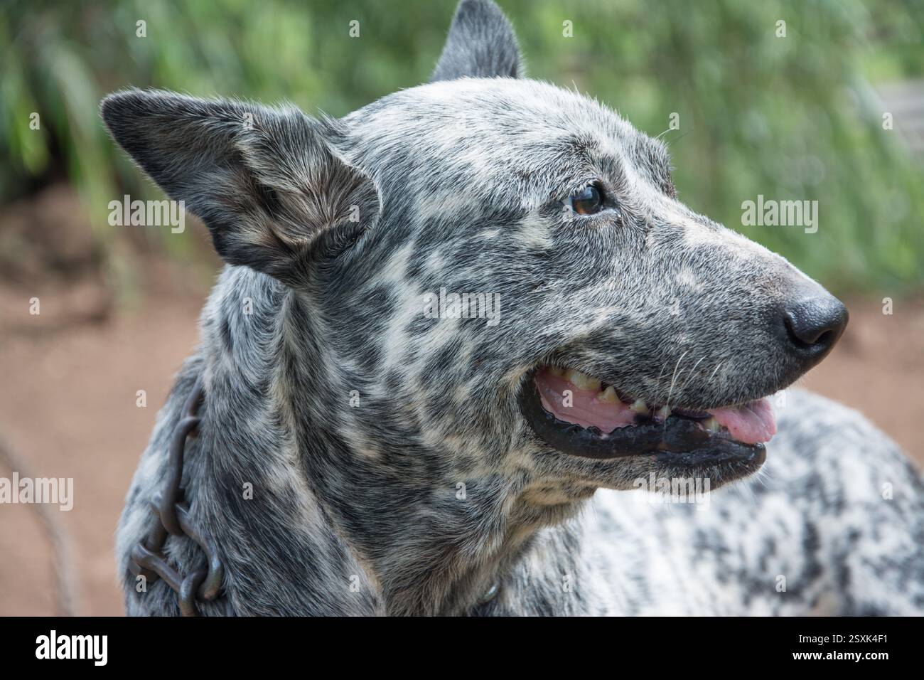 portrait of a blue heeler dog close up Stock Photo - Alamy