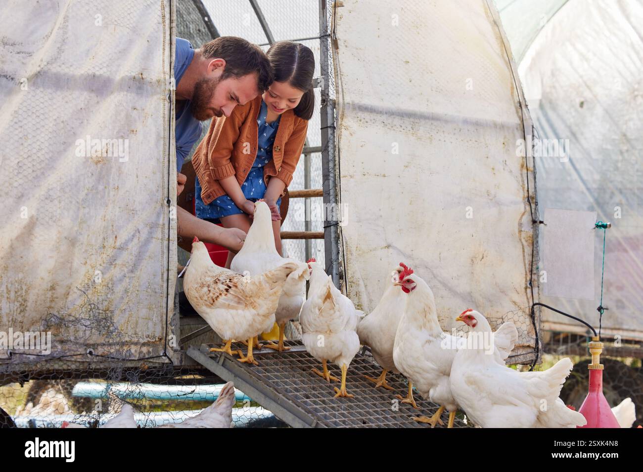 Farm, feeding chicken and dad with child for sustainability, livestock ...