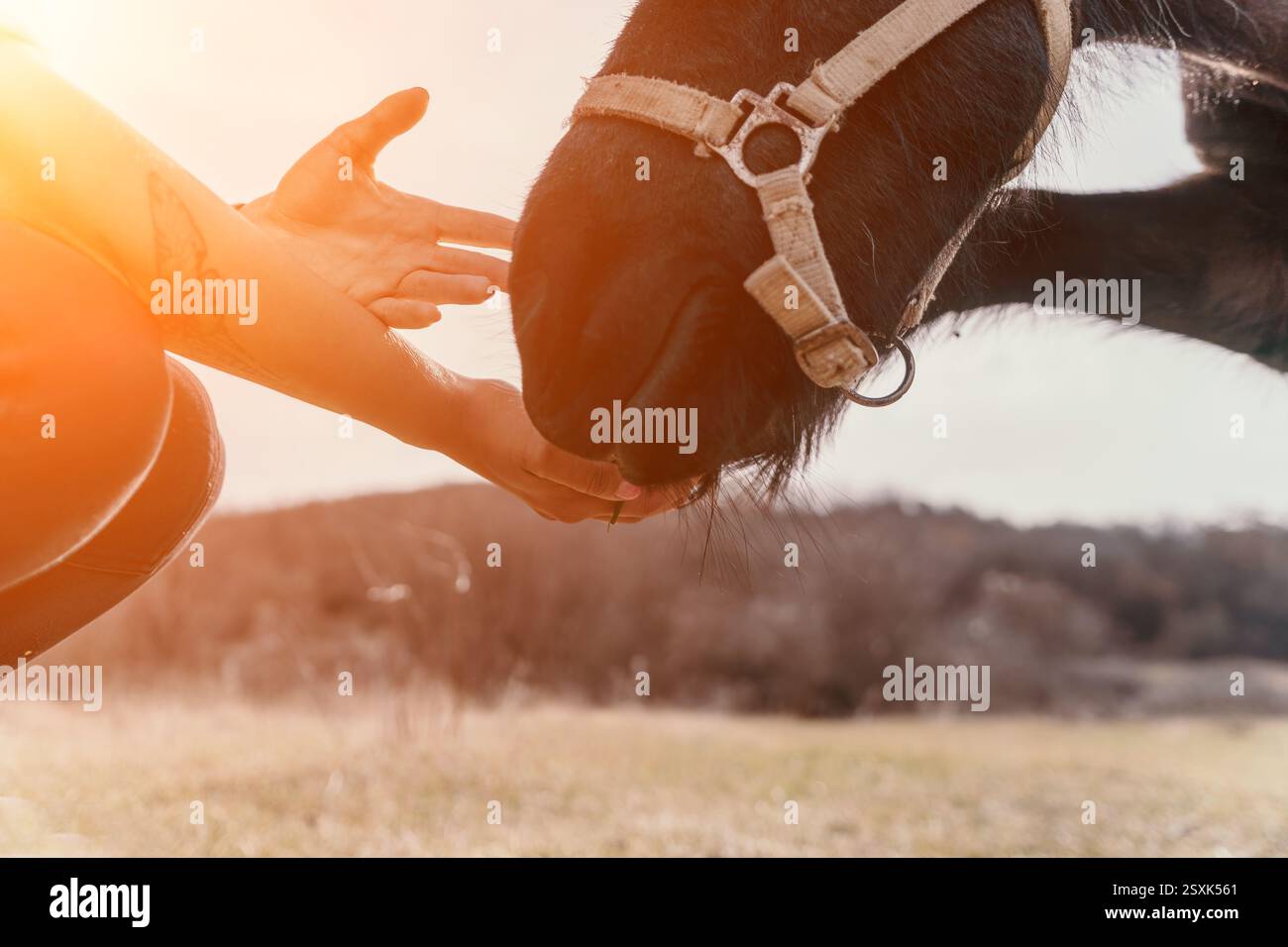 Horse Hand Field Close-up Human Reaching Out to a Horse in a Field ...
