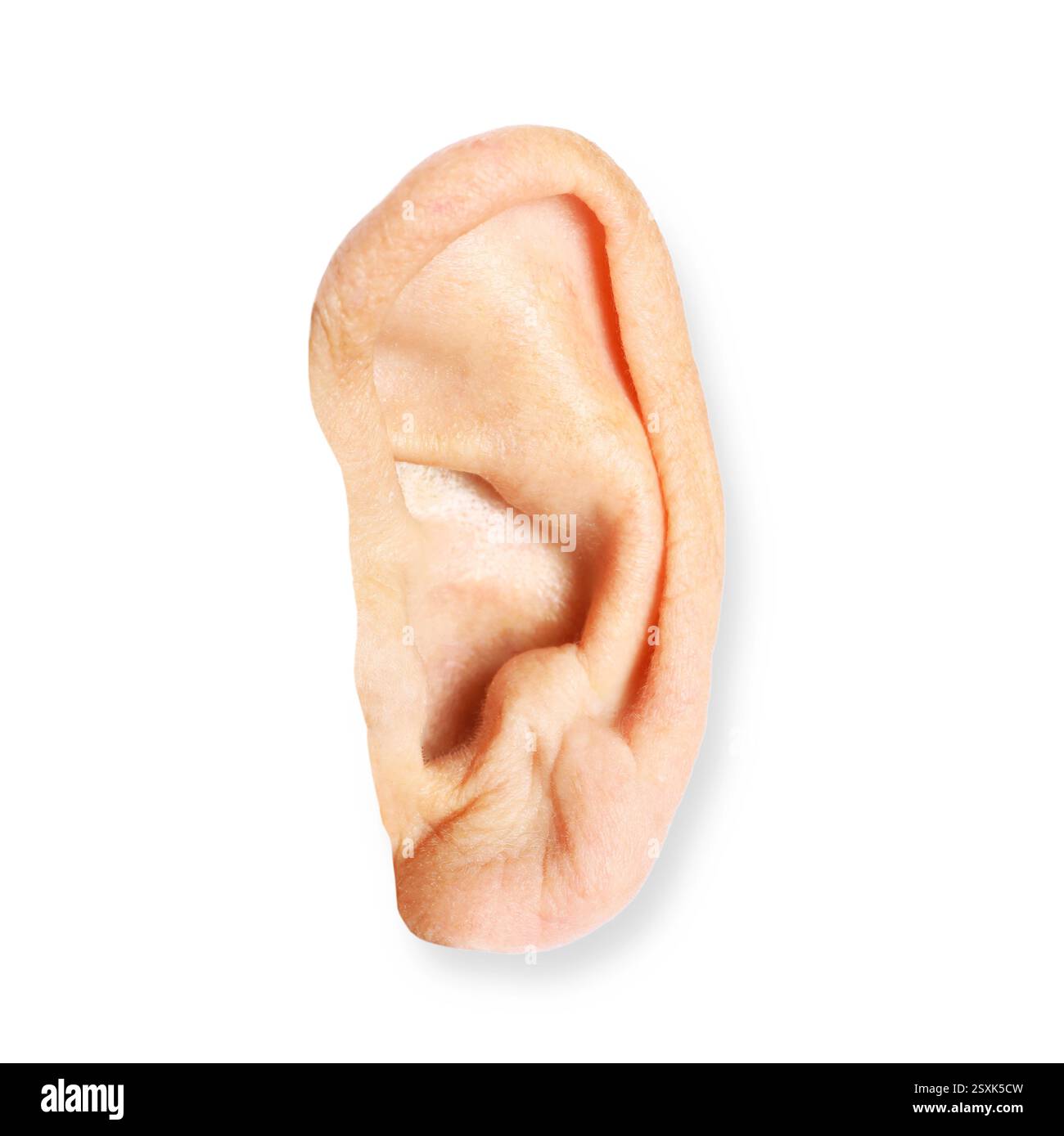 Human ear isolated on white, closeup view Stock Photo - Alamy